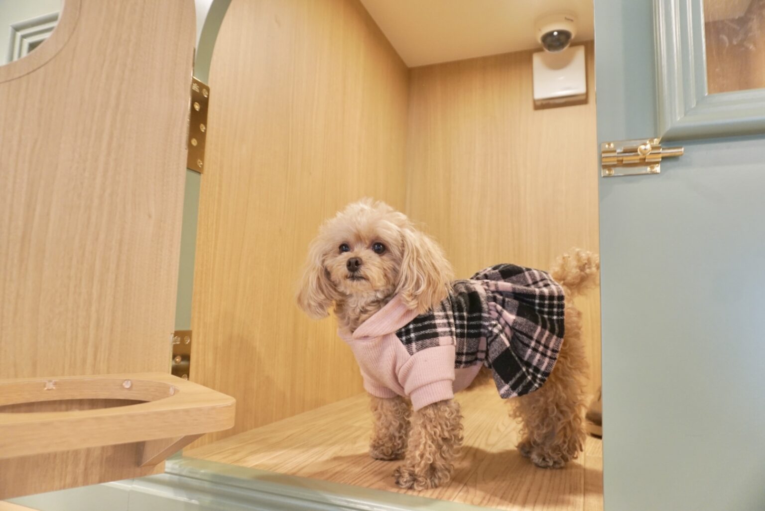 DOG ONE PLUS ホテルご利用のお客様へ | DOG ONE PLUS[ドッグワンプラス]