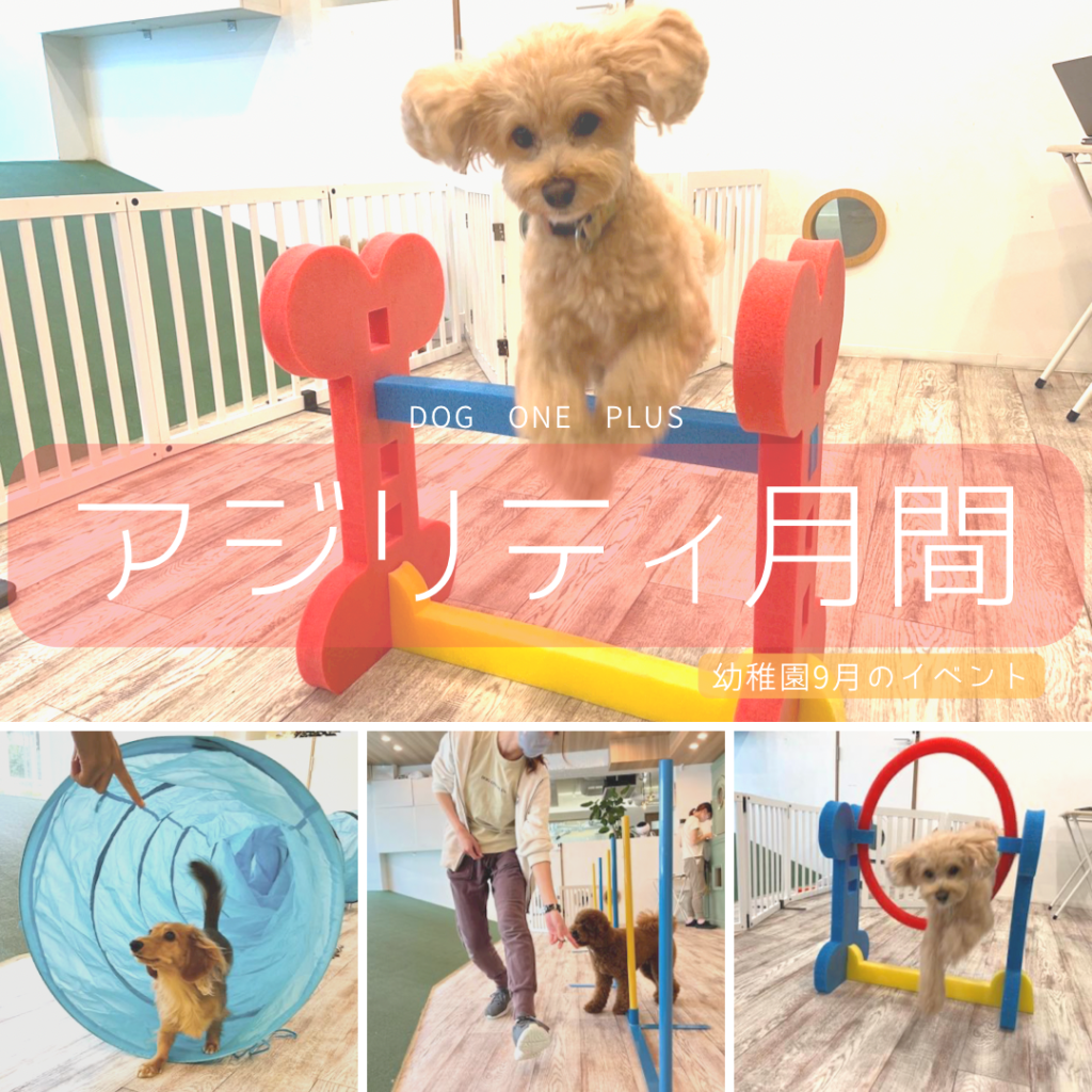 アジリティ月間 | DOG ONE PLUS[ドッグワンプラス]