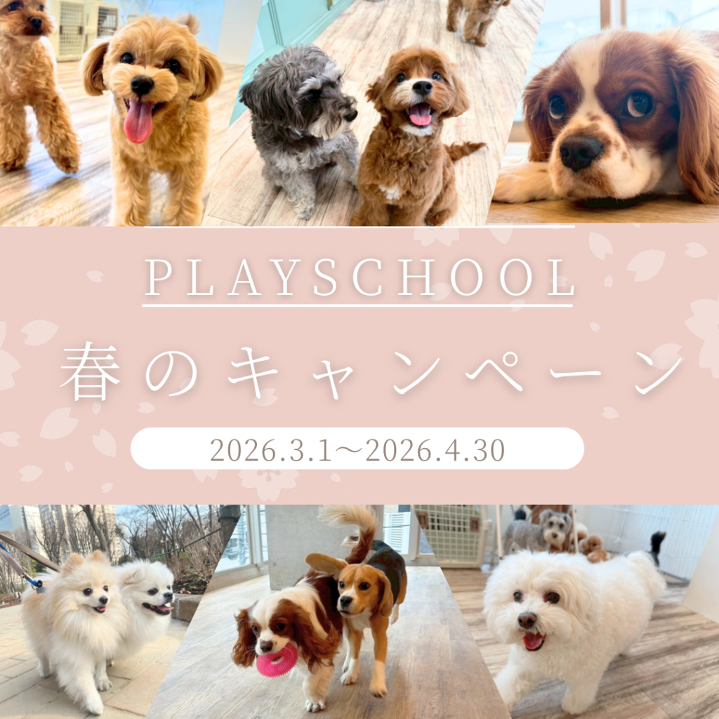 気持ちに寄り添うペットサロン | DOG ONE PLUS[ドッグワンプラス]